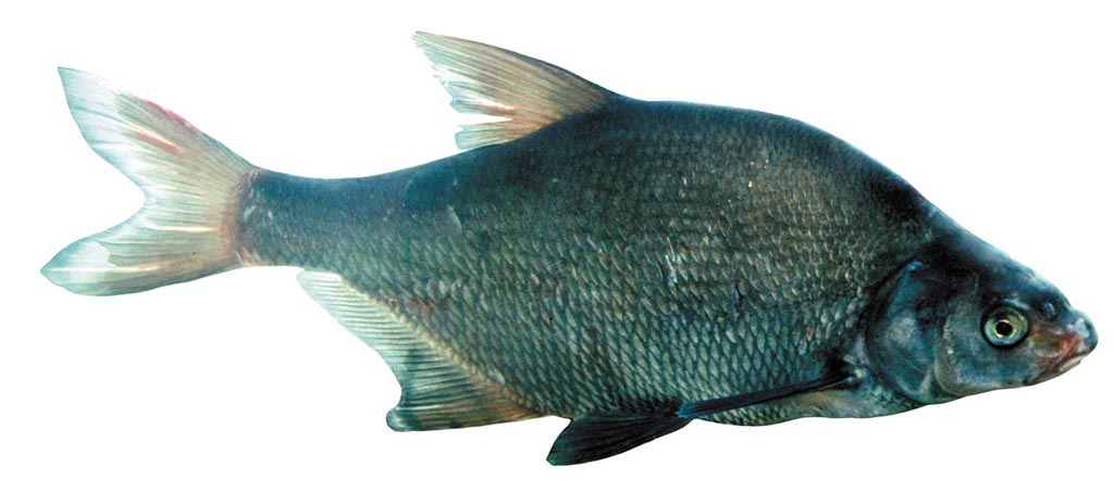 Oh dear, it's a lahna.